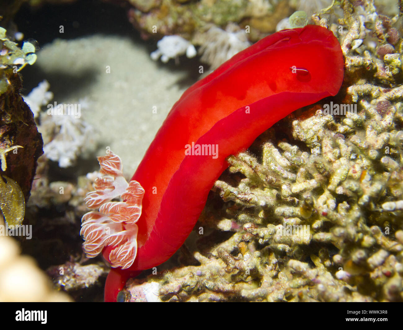Spanish dancer (Hexabranchus sanguineus Stock Photo - Alamy