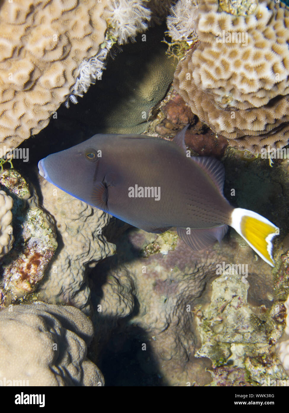Triggerfish underwater hi-res stock photography and images - Alamy