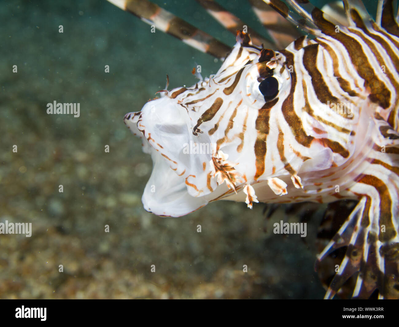 Lionfish close up hi-res stock photography and images - Alamy