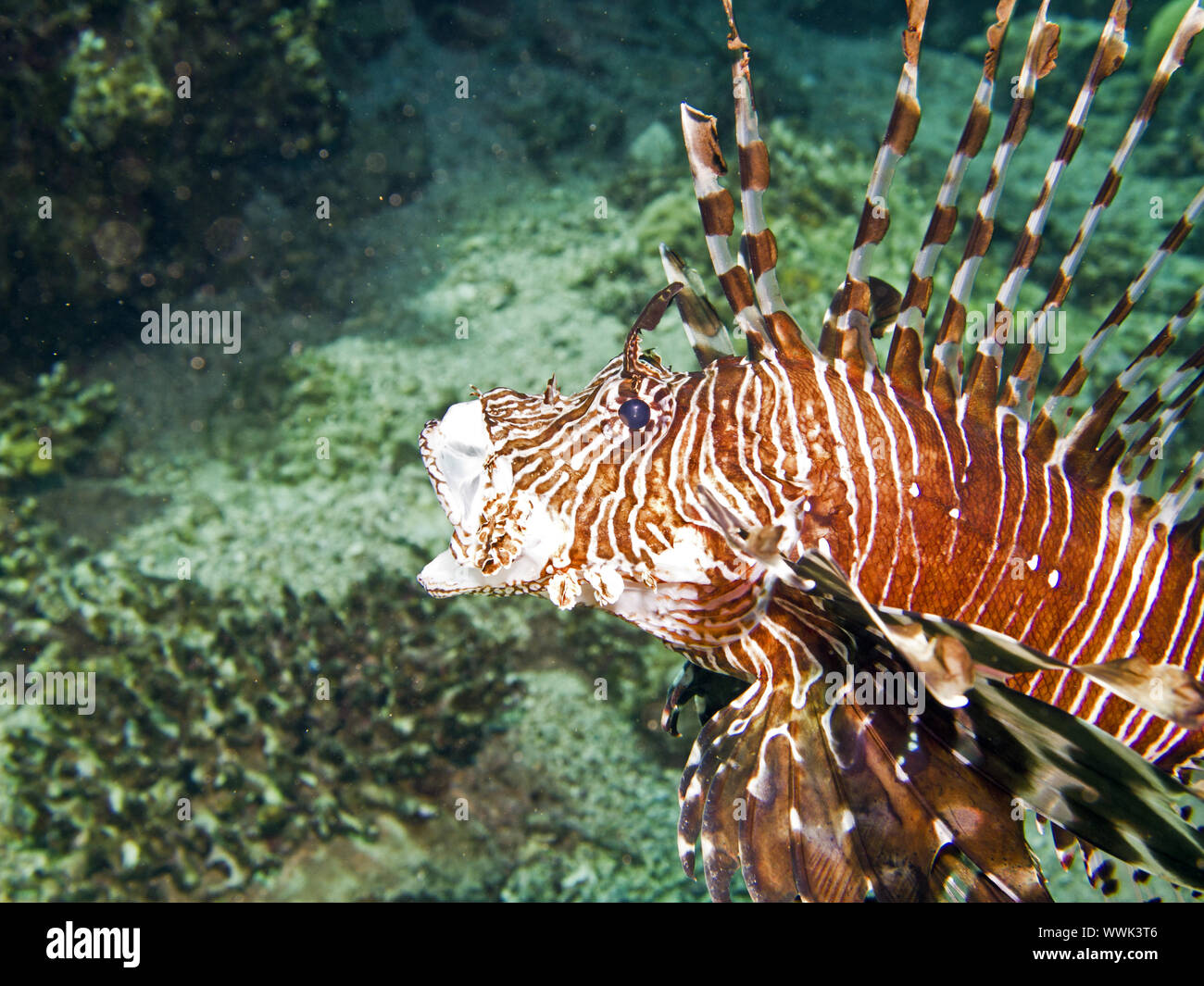 Closeup lionfish hi-res stock photography and images - Alamy