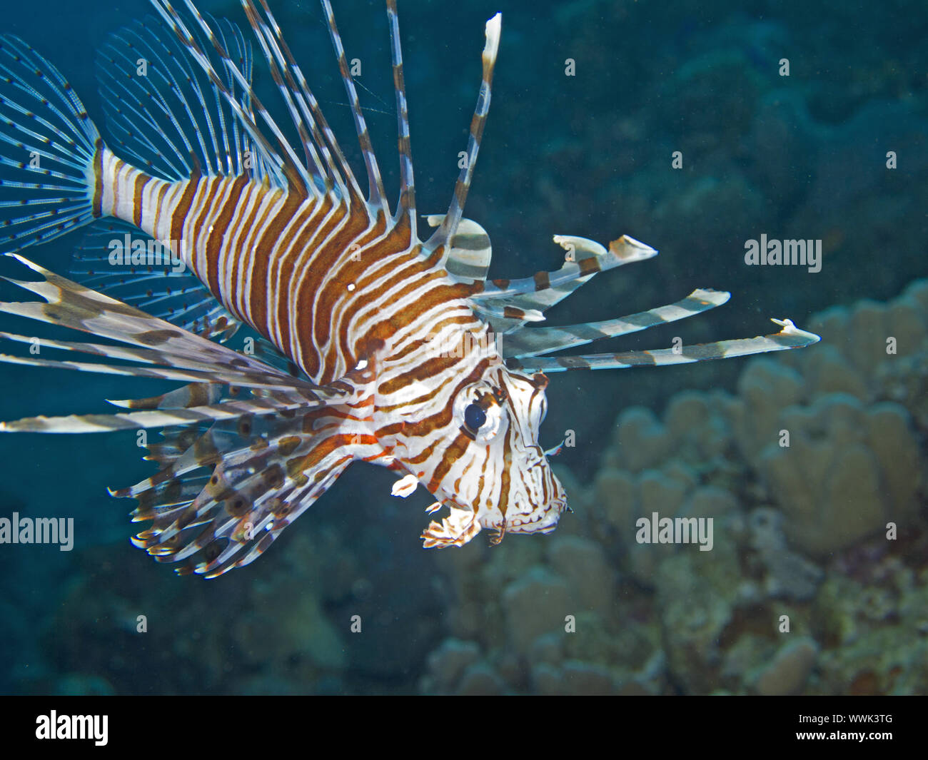 Dangerous fish hi-res stock photography and images - Alamy