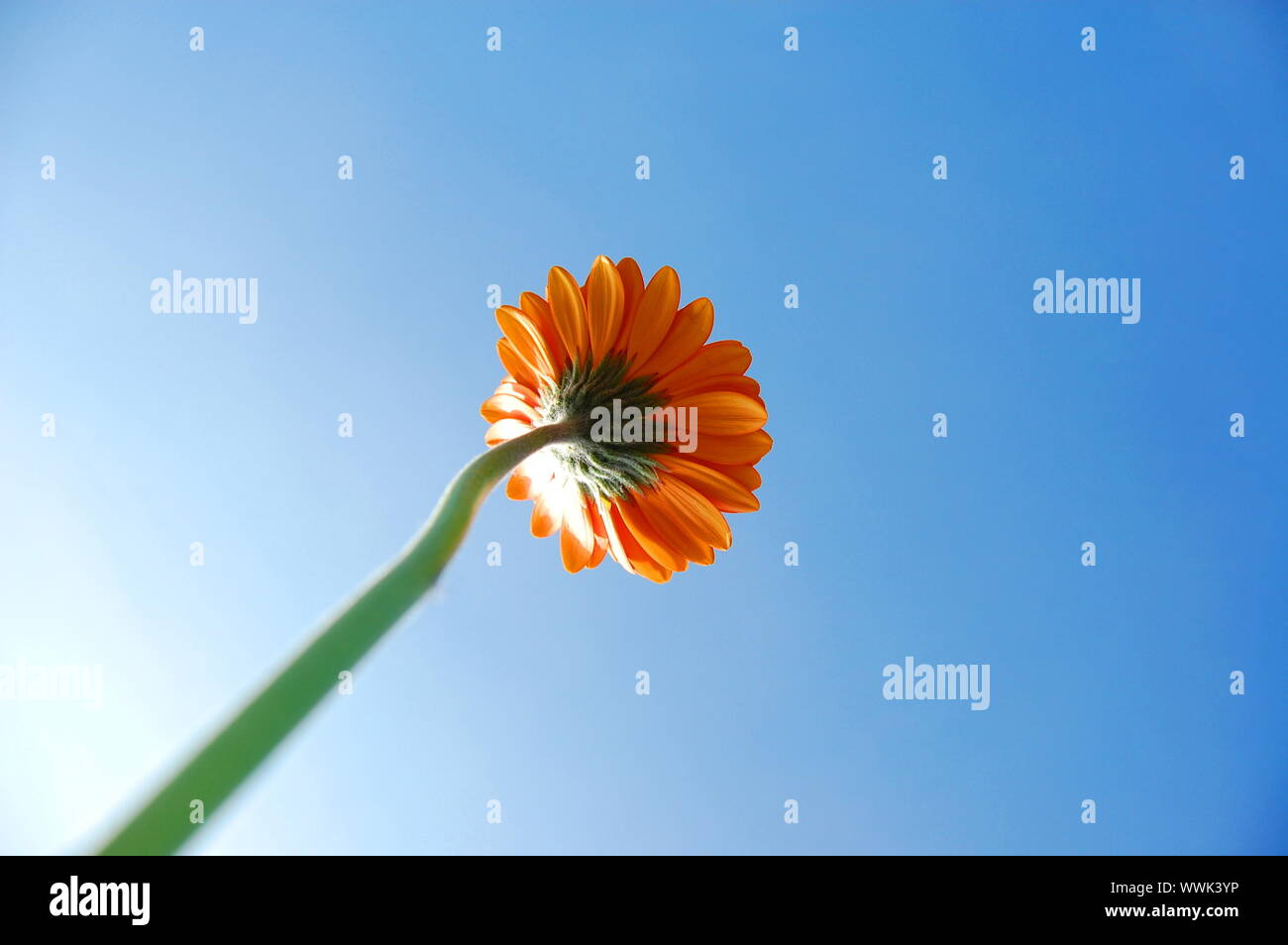 gerbera daisy from below under blue sky in summer Stock Photo - Alamy