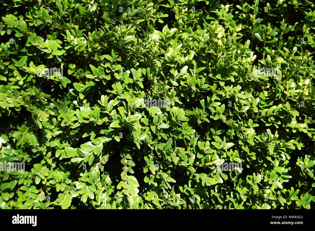 green plant texture or pattern can be used as background Stock Photo ...