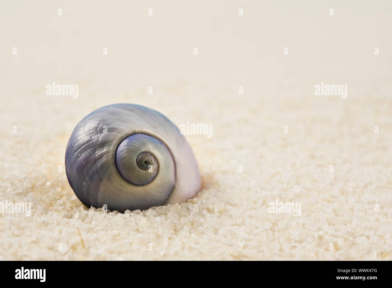 a Beautiful perfectly shaped sea shell on the beach Stock Photo - Alamy
