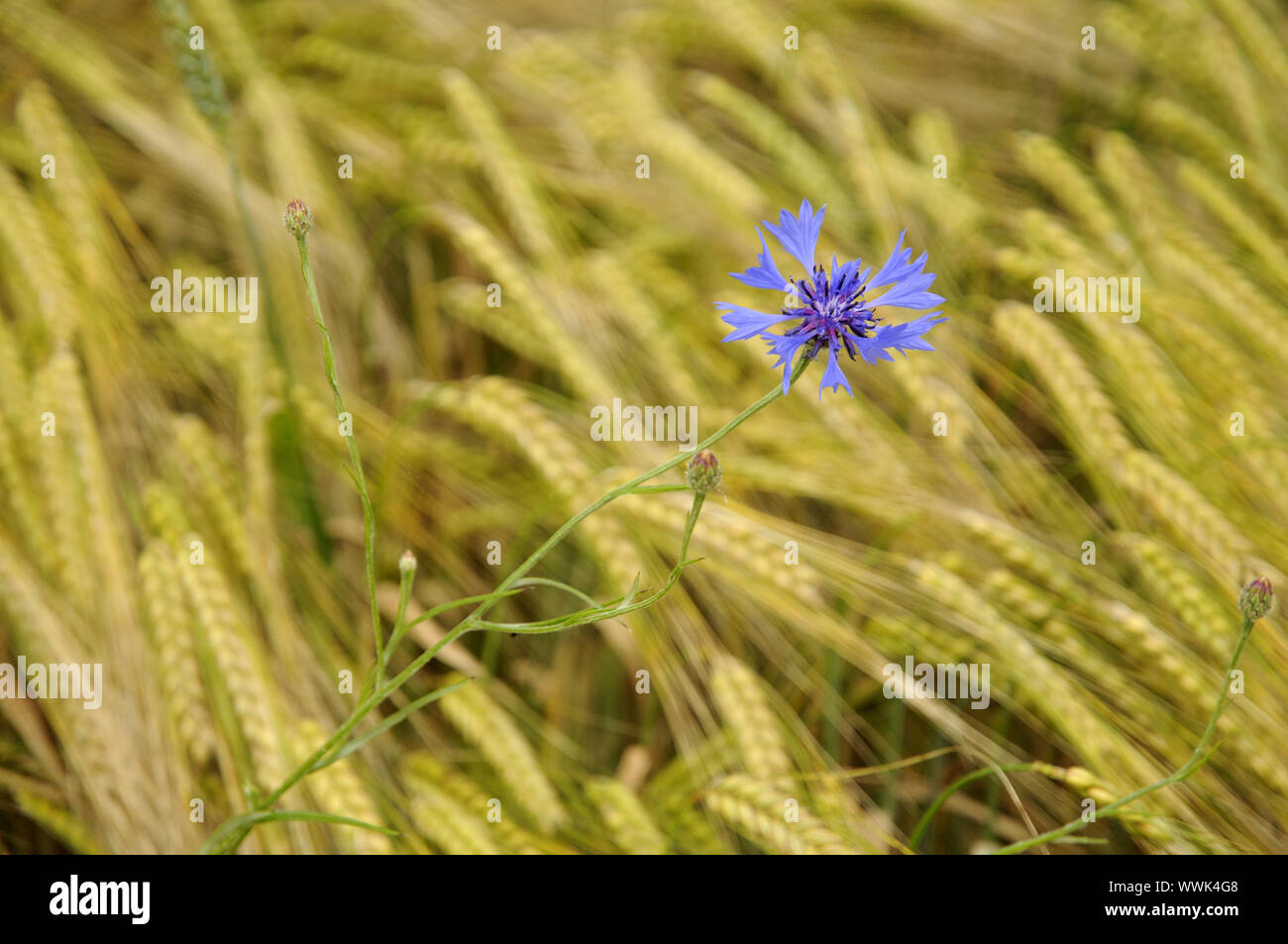 Cornflower in the cornfield Stock Photo - Alamy
