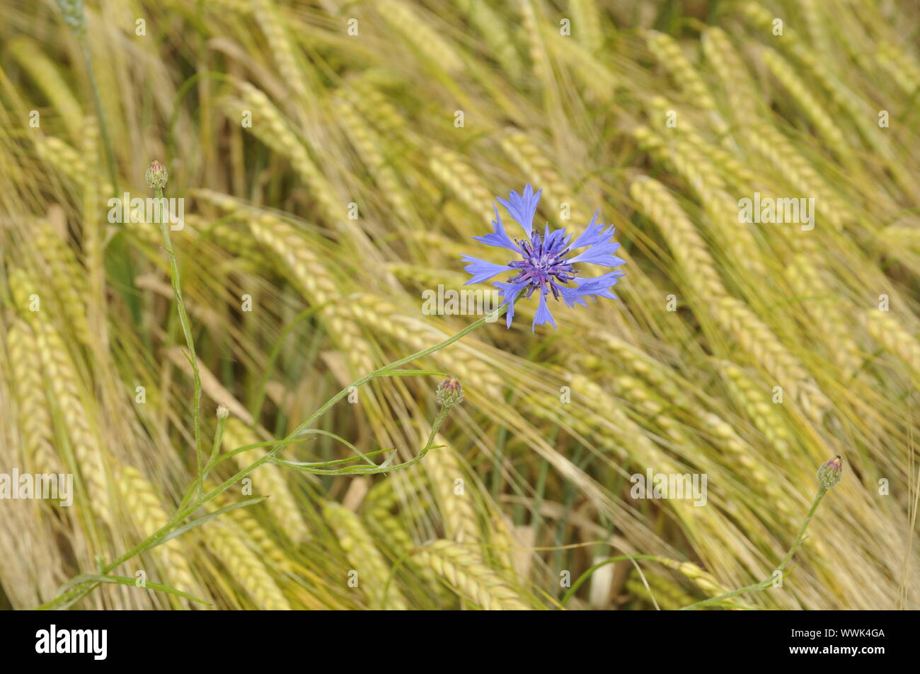 Cornflower in the cornfield Stock Photo - Alamy