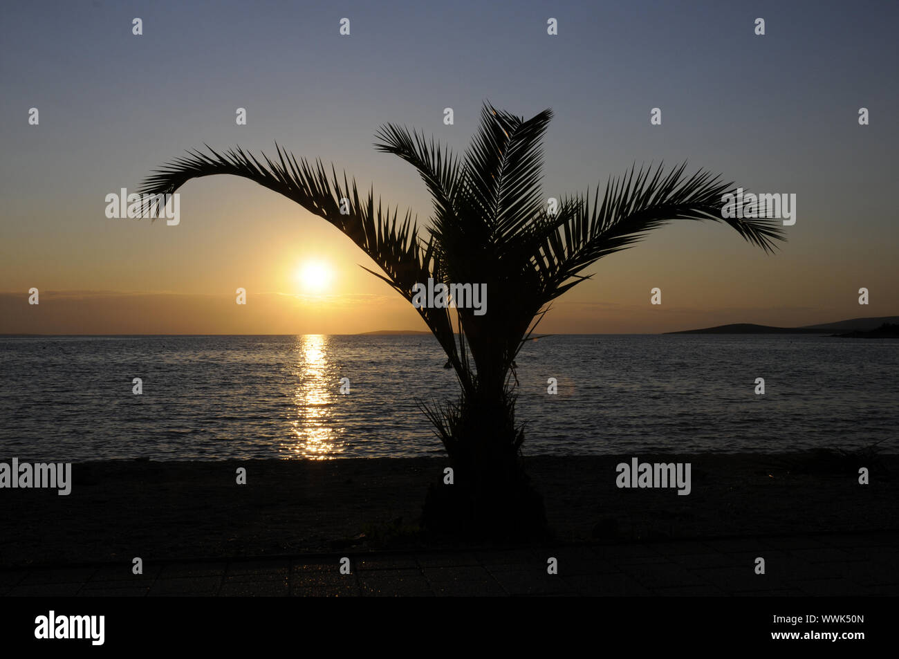 Palm tree at sunset Stock Photo - Alamy