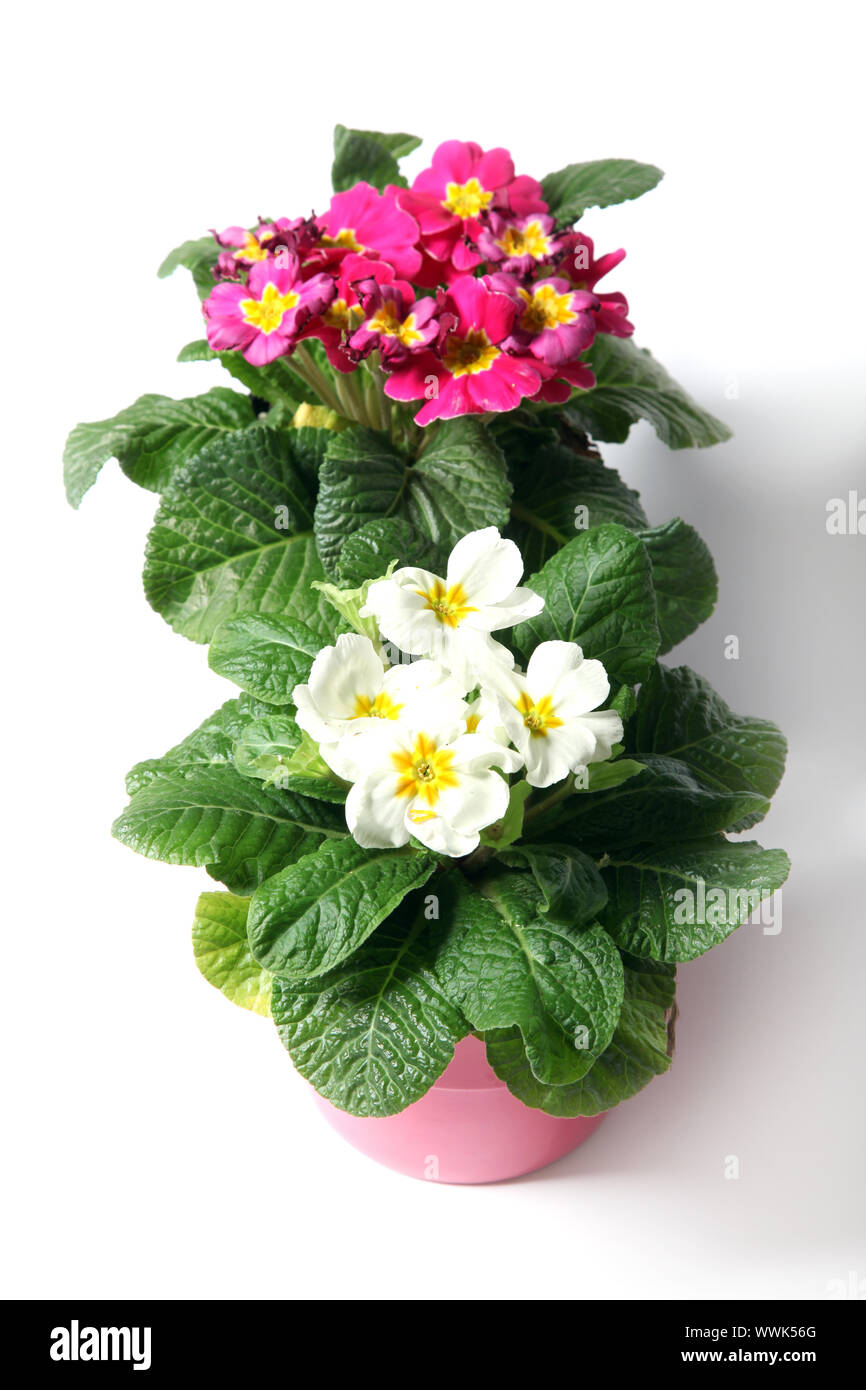 Spring primroses against a white background Stock Photo - Alamy