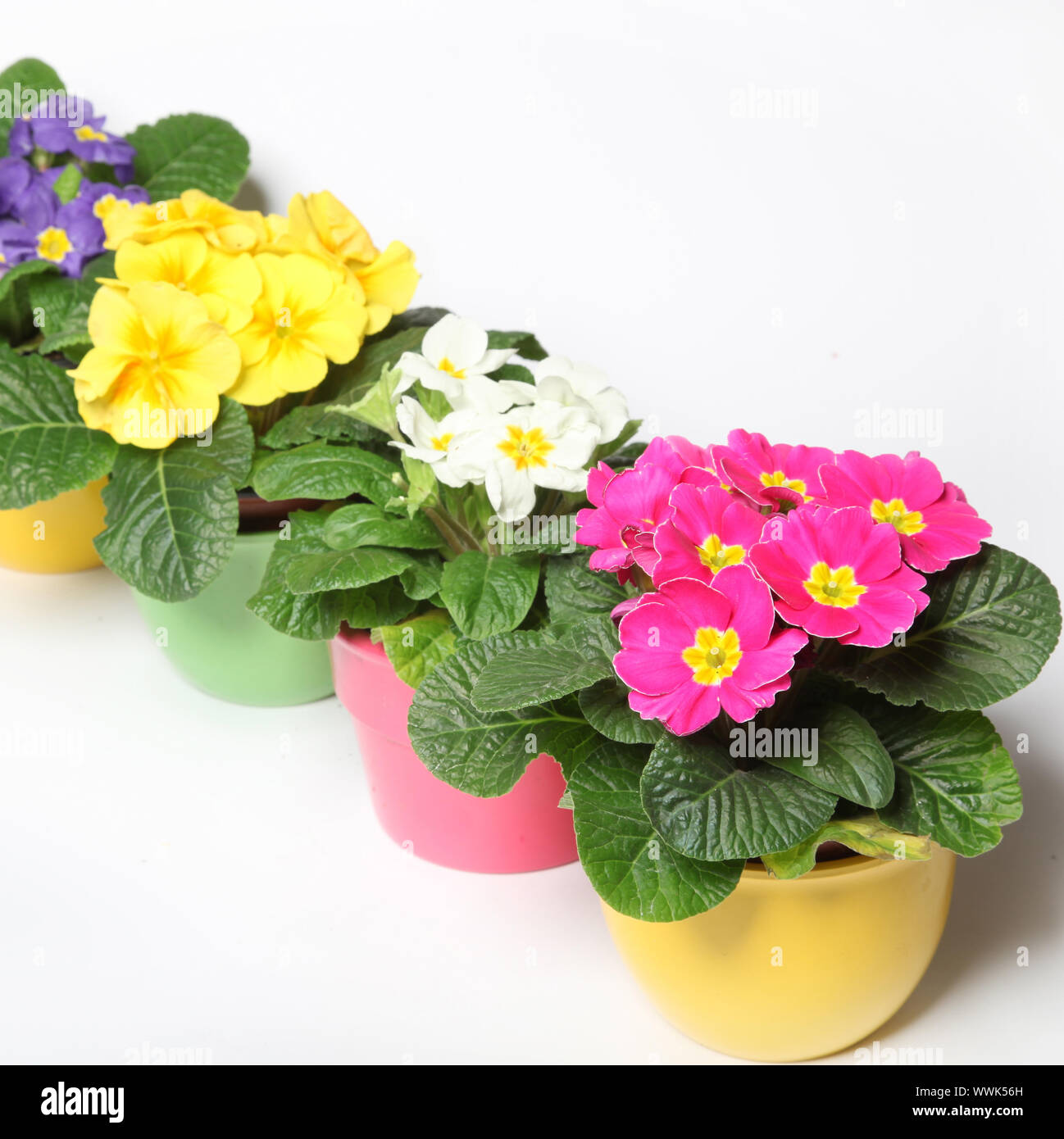Colorful primroses in a row - against a white background Stock Photo ...