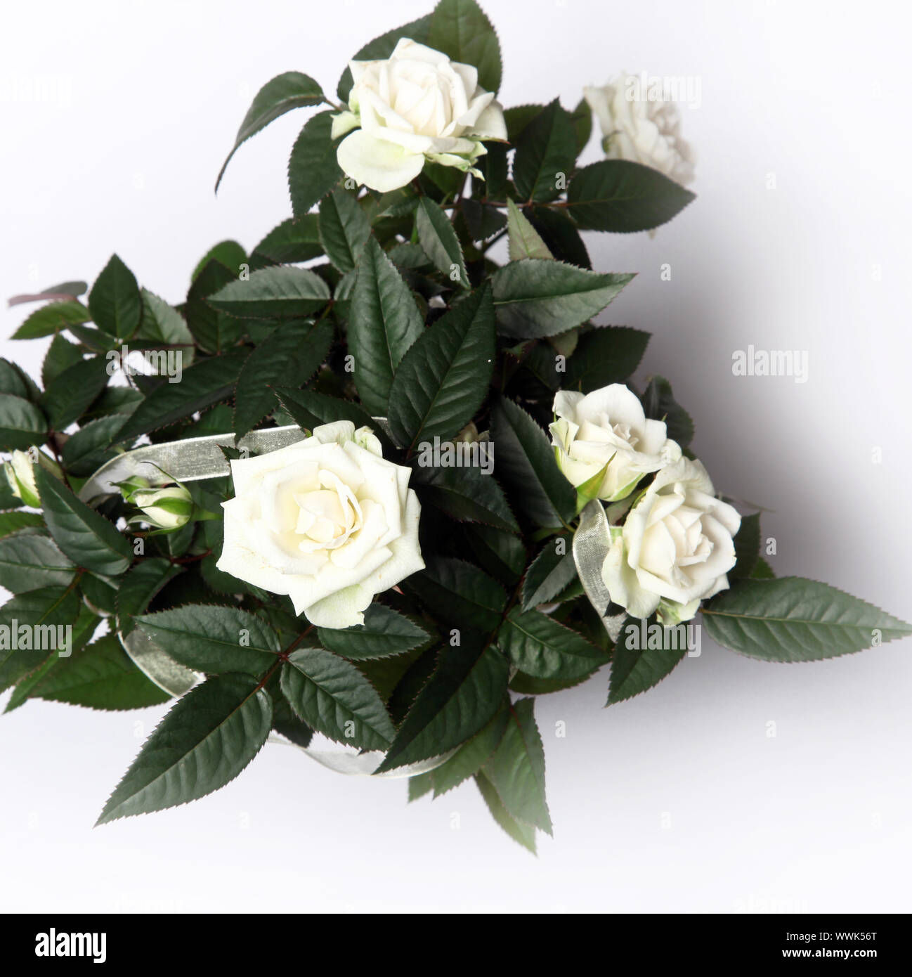 white roses from the top on a white background Stock Photo - Alamy