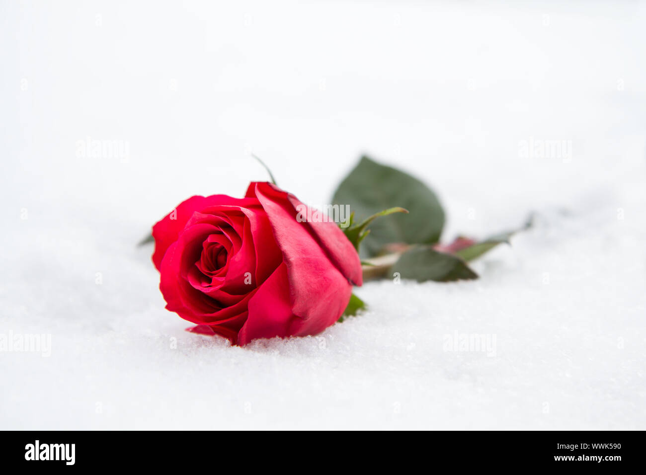 Red rose in the snow Stock Photo - Alamy