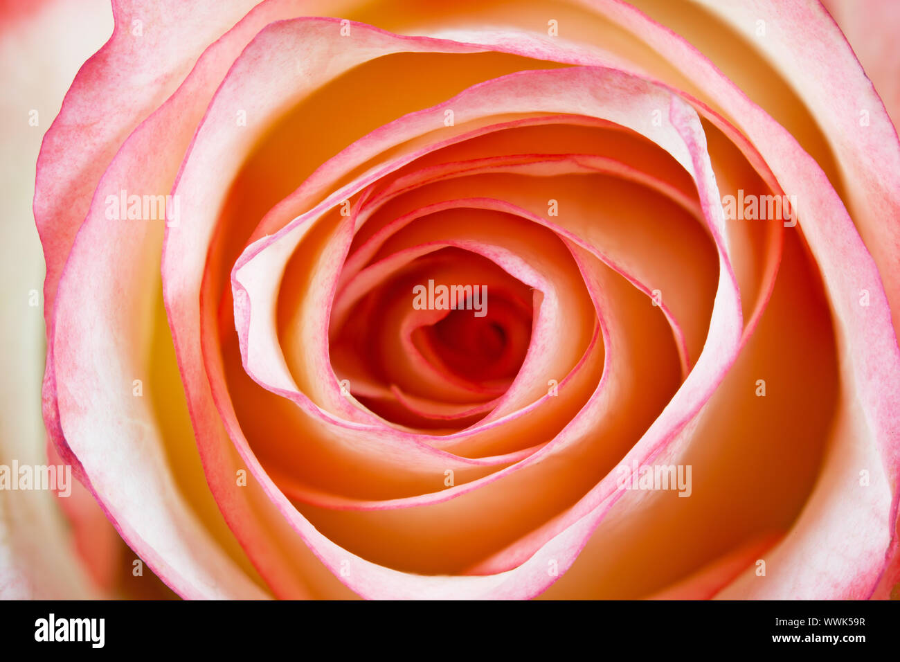 Rose, close-up, large DOF Stock Photo - Alamy