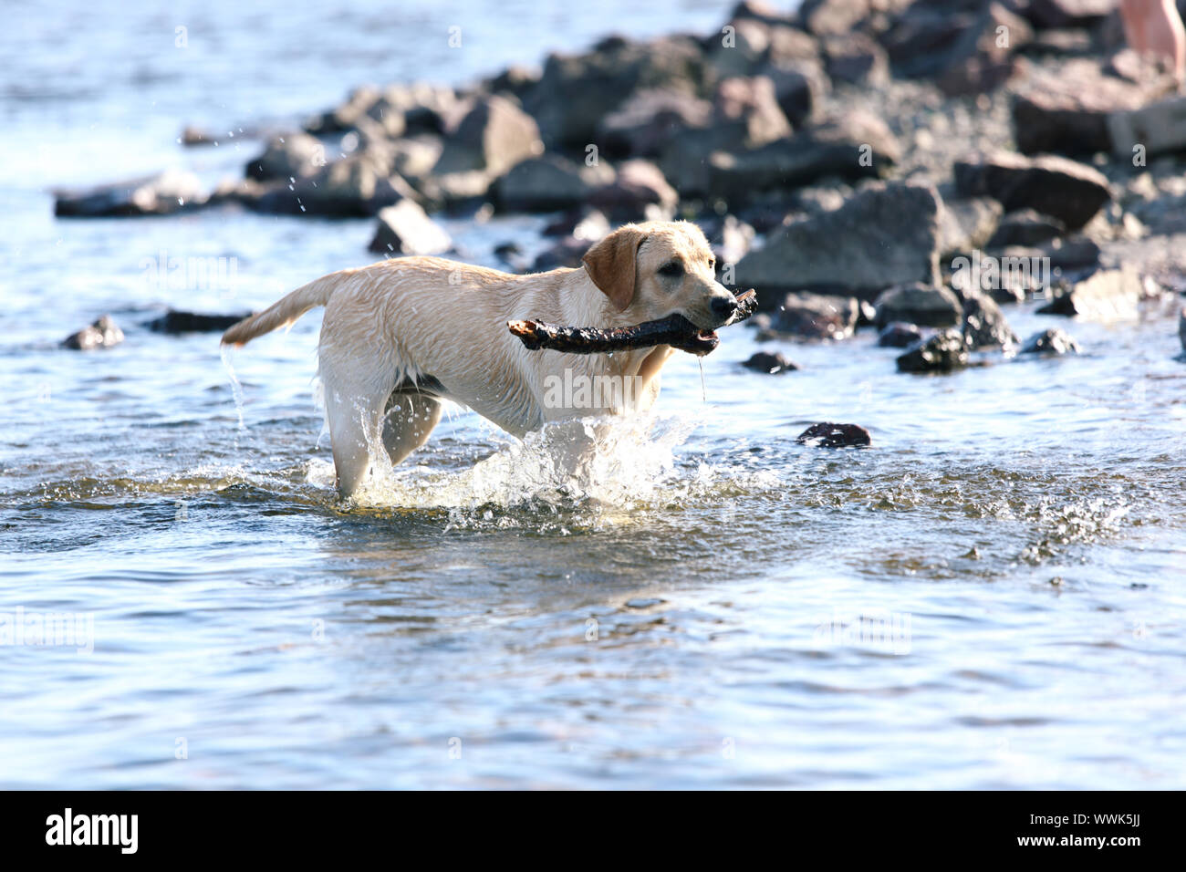 happy dog play in the water Stock Photo - Alamy