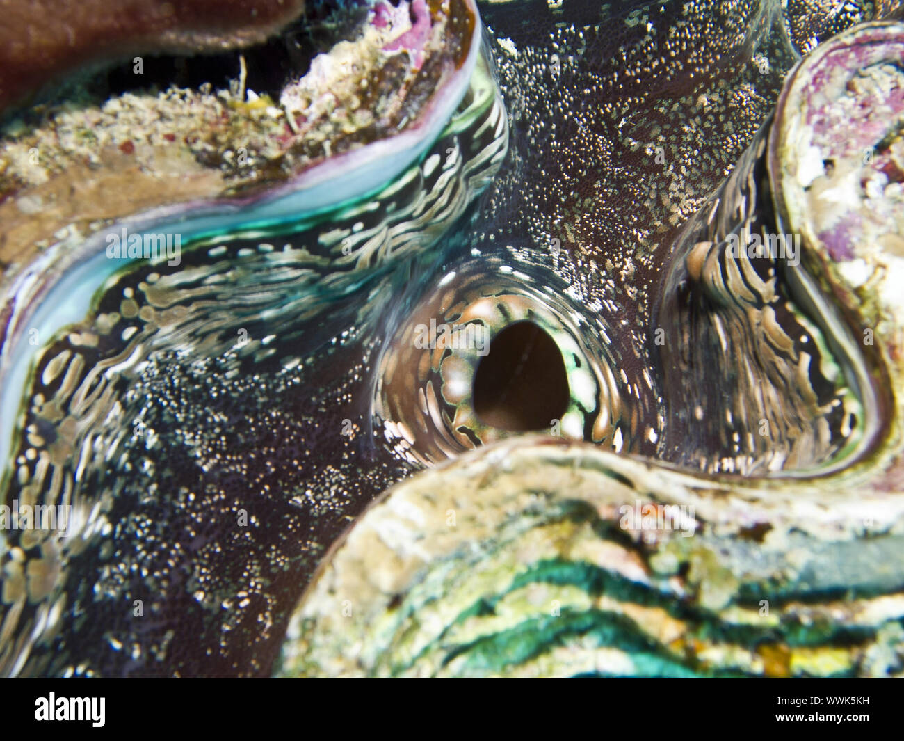 Close up giant sea clam hi-res stock photography and images - Alamy
