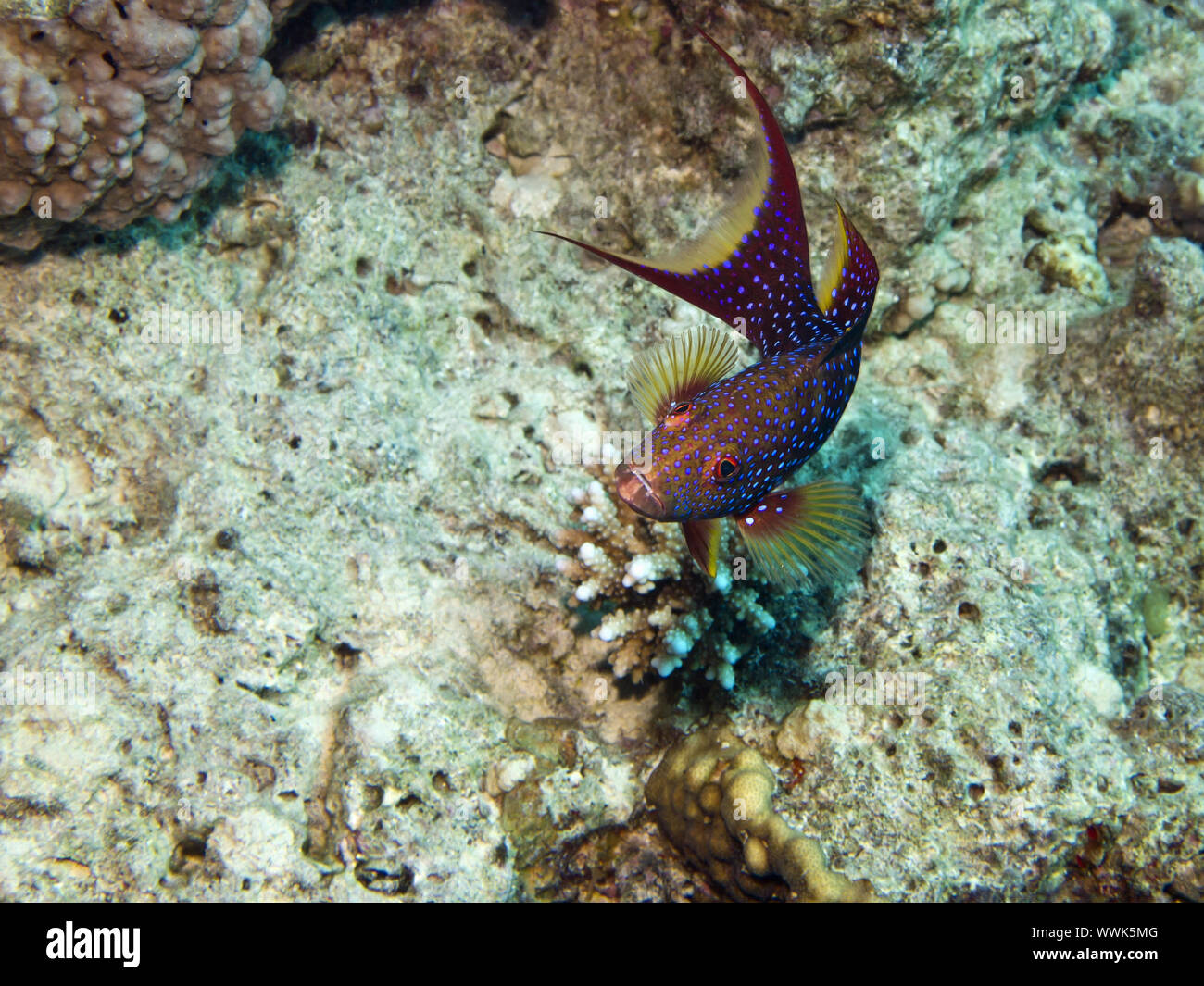 Lunar tailed grouper hi-res stock photography and images - Alamy