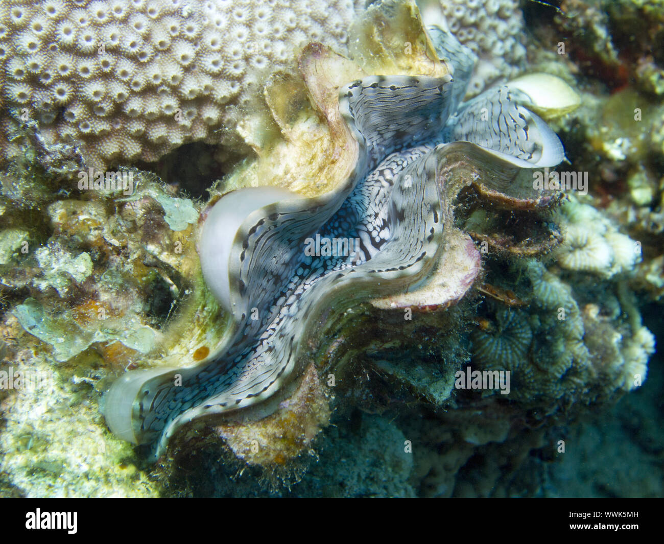 Tridacnidae hi-res stock photography and images - Alamy