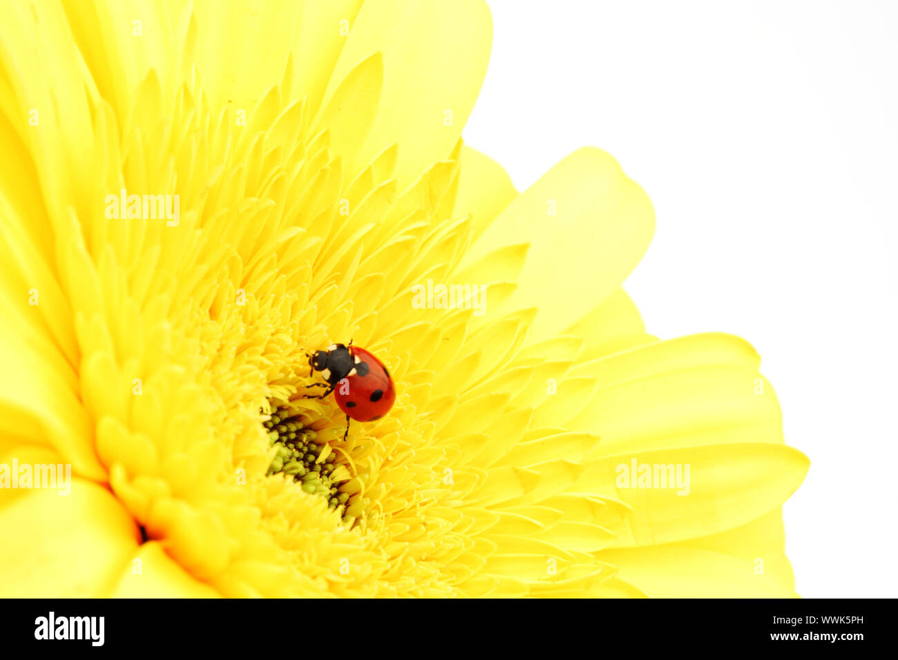 ladybug on yellow flower isolated on white background Stock Photo - Alamy