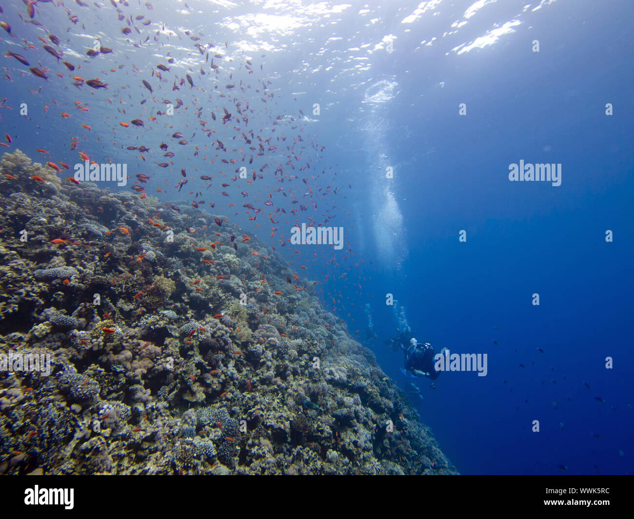 Reef with scuba divers Stock Photo - Alamy