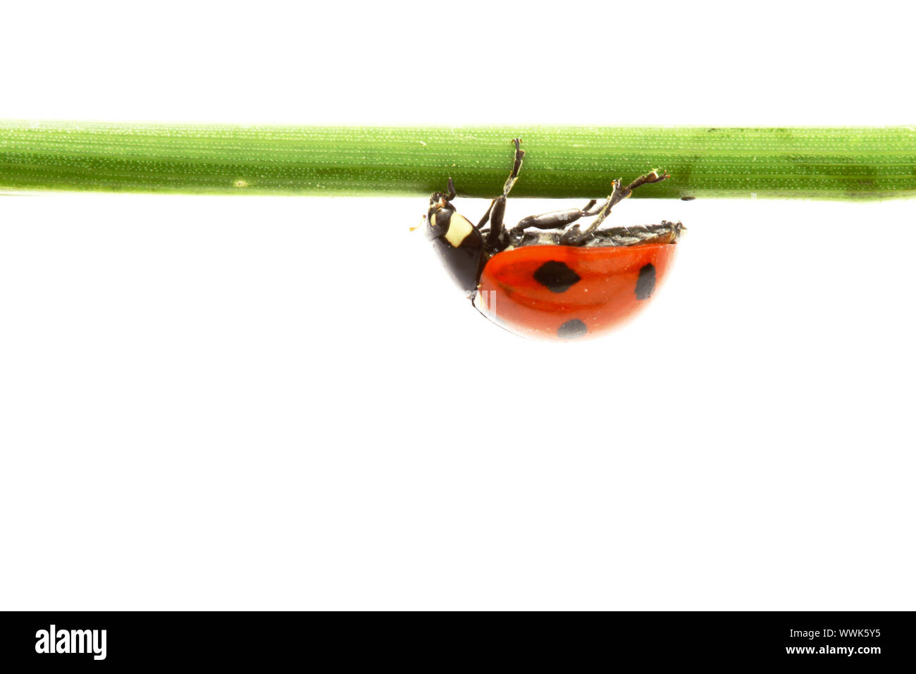 ladybug on green grass isolated white background Stock Photo - Alamy