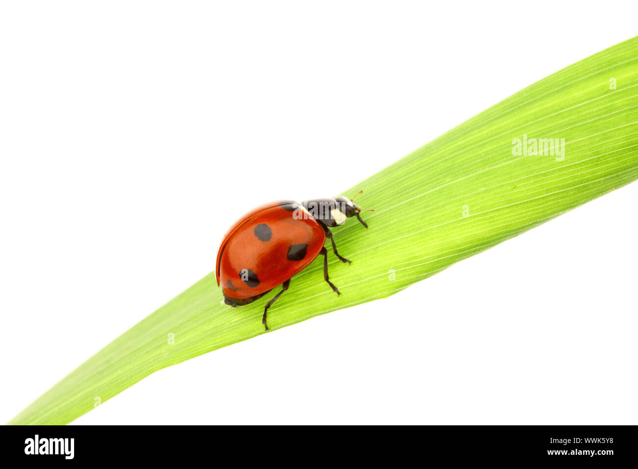 ladybug on green grass isolated white background Stock Photo - Alamy