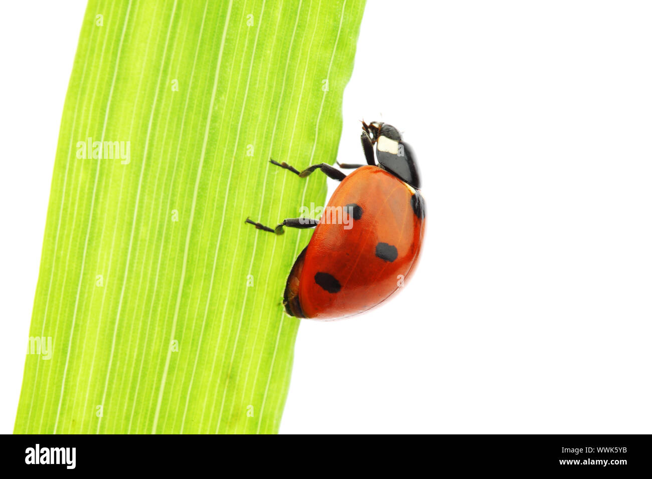ladybug on green grass isolated white background Stock Photo - Alamy