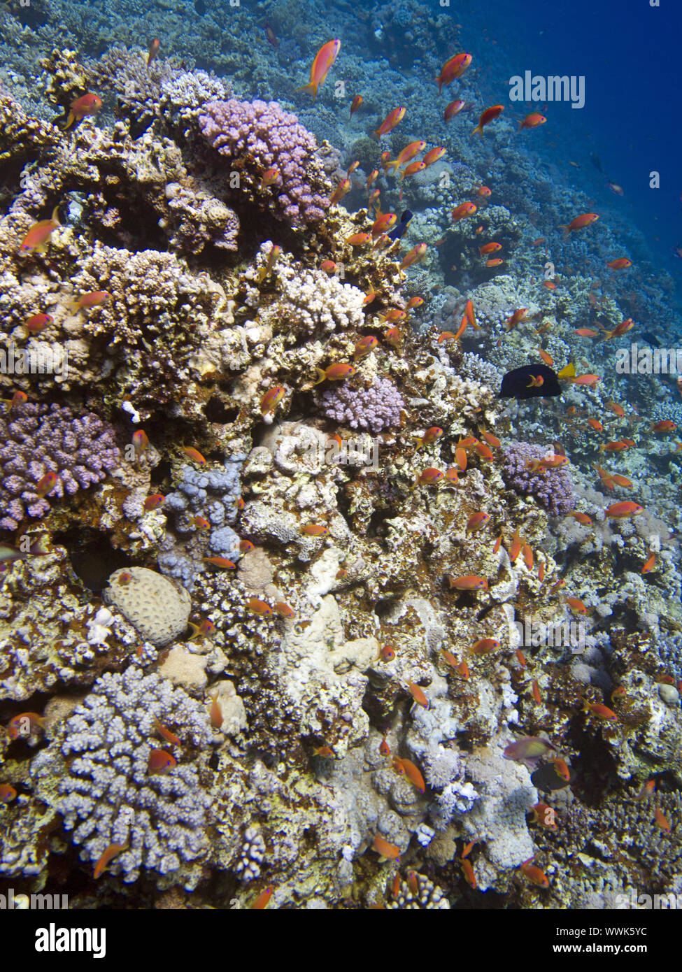 Underwater world red sea in hi-res stock photography and images - Alamy