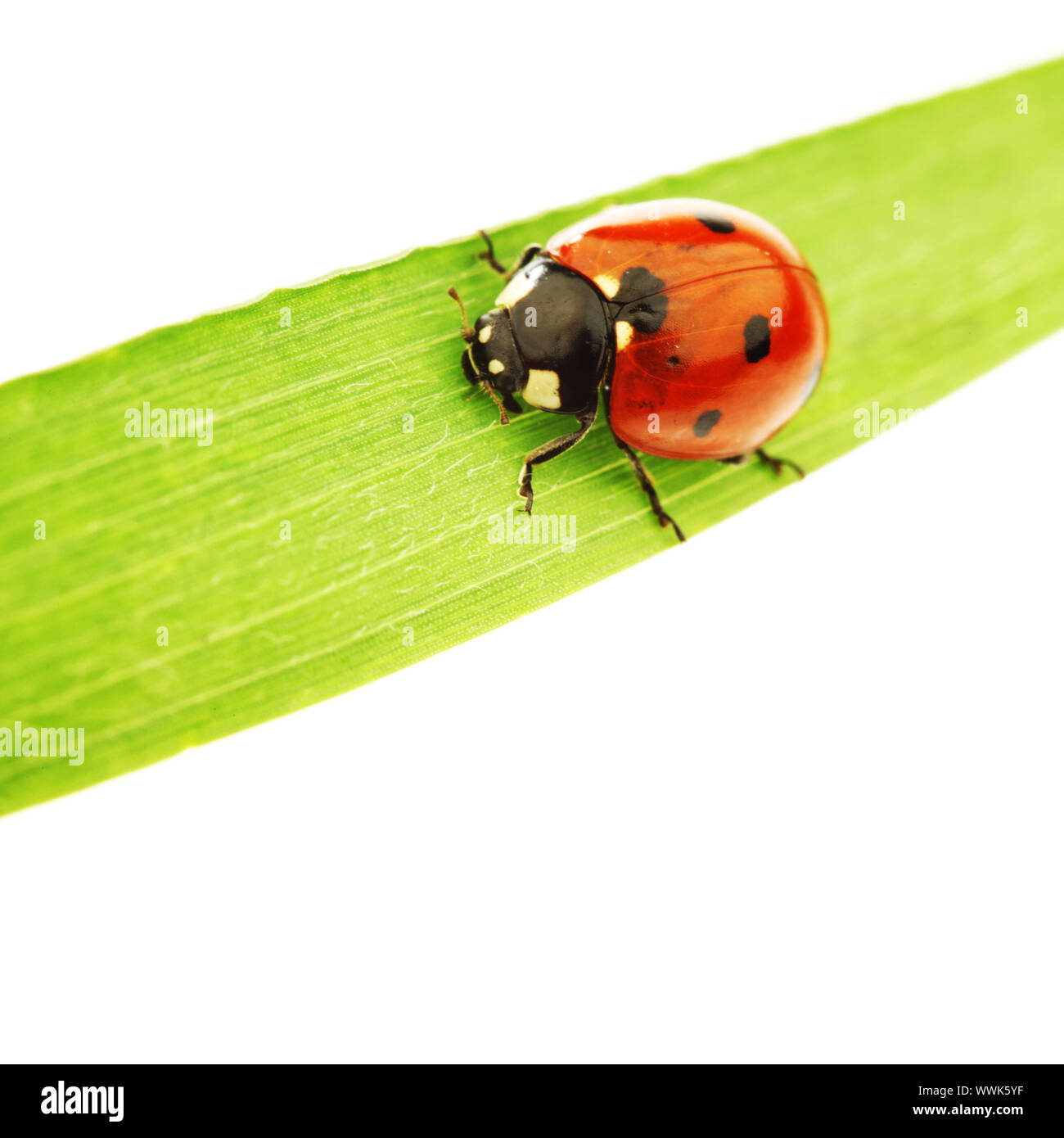 ladybug on green grass isolated white background Stock Photo - Alamy