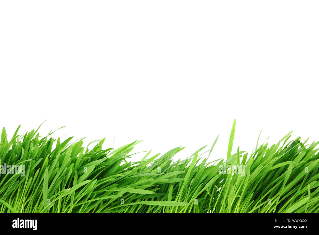 grass isolated on white background Stock Photo - Alamy