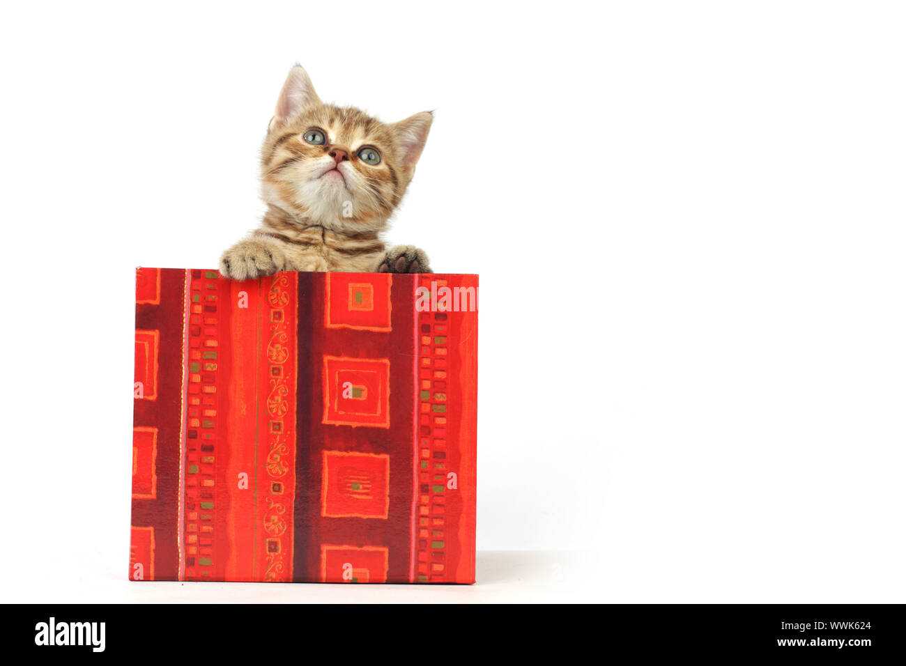cat in gift box isolated on white background Stock Photo - Alamy
