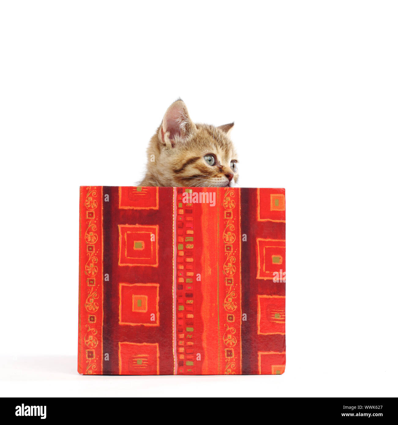 cat in gift box isolated on white background Stock Photo - Alamy