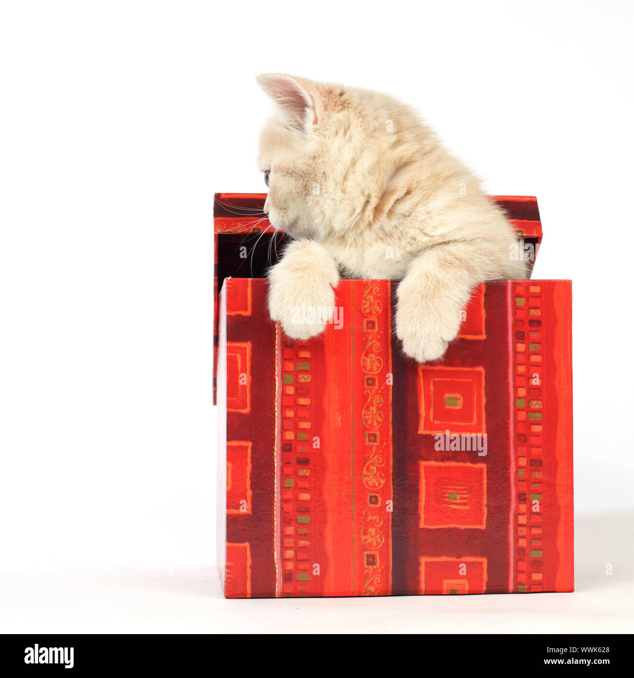cat in gift box isolated on white background Stock Photo - Alamy