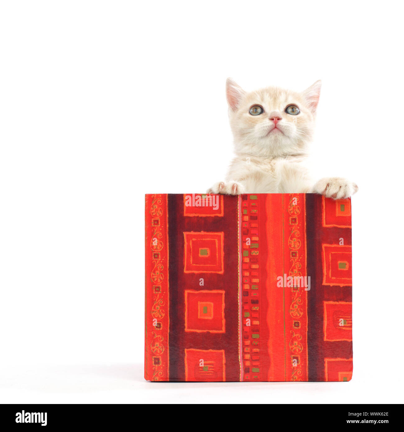 cat in gift box isolated on white background Stock Photo - Alamy