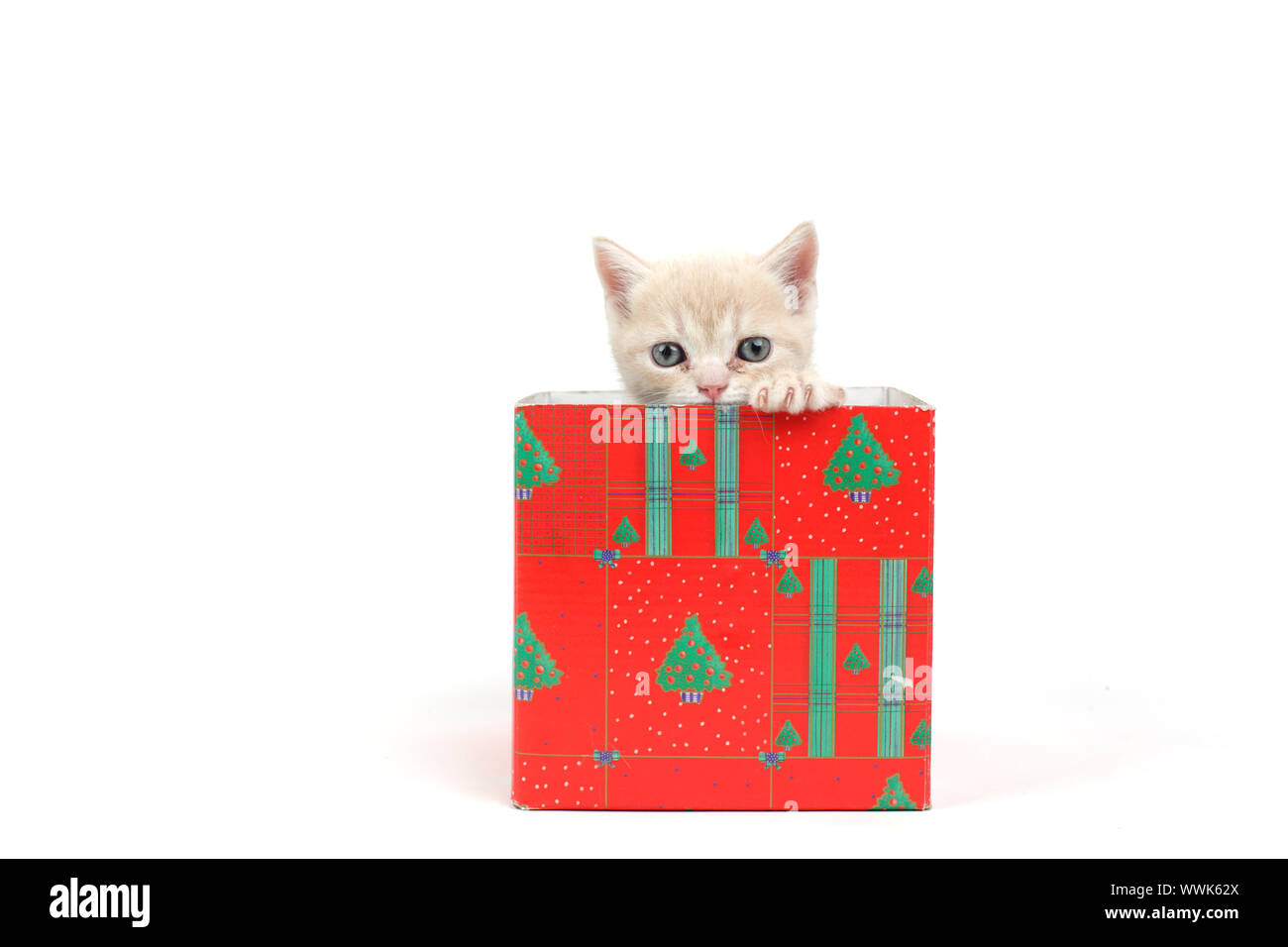 cat in gift box isolated on white background Stock Photo - Alamy