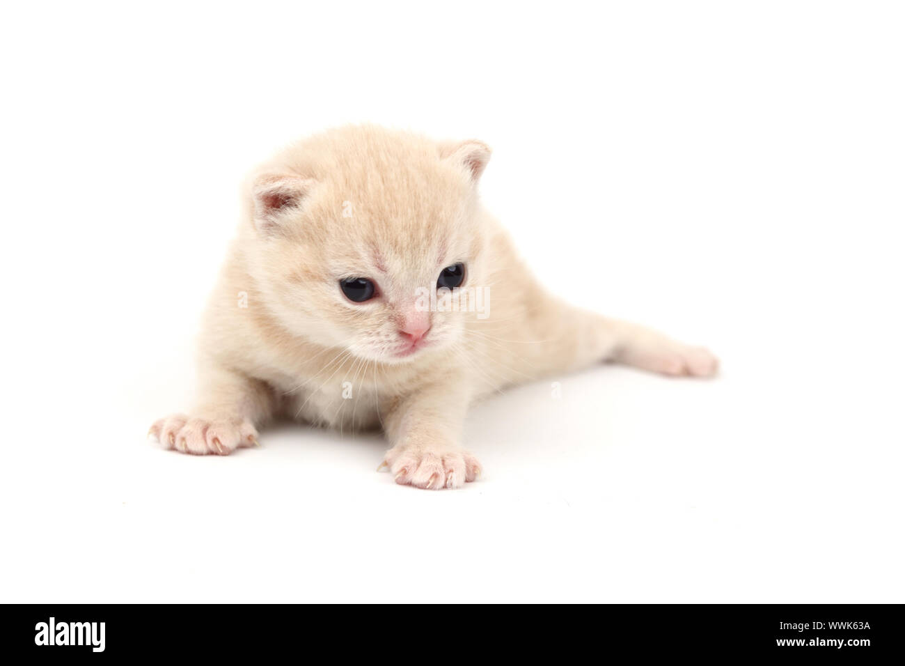 cat isolated on white background Stock Photo - Alamy