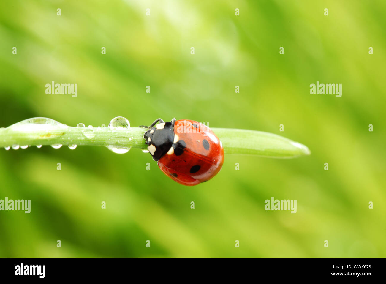 ladybug on grass in water drops Stock Photo - Alamy