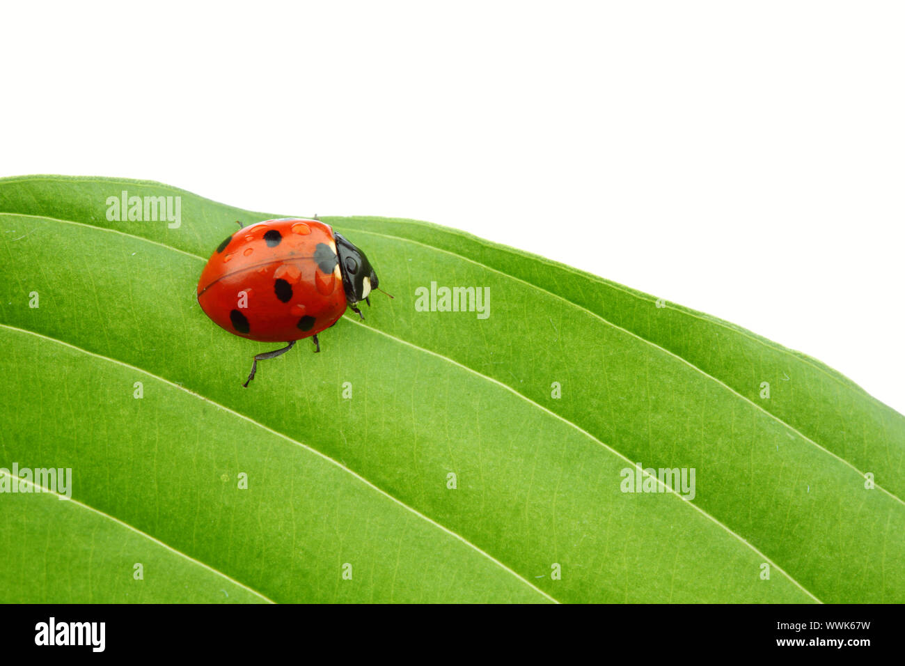 ladybug on big green leaf Stock Photo - Alamy