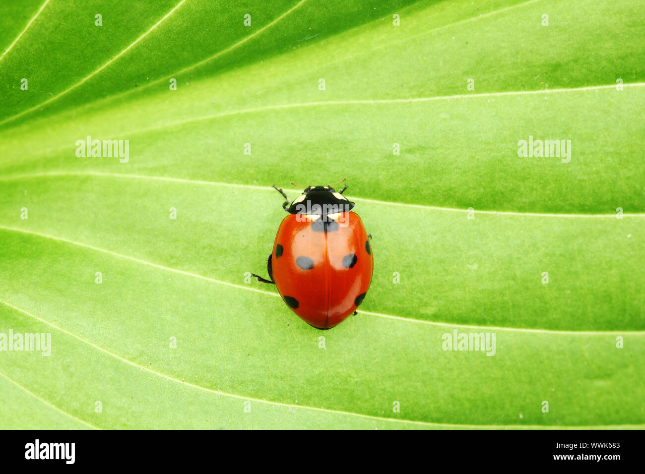 ladybug on big green leaf Stock Photo - Alamy