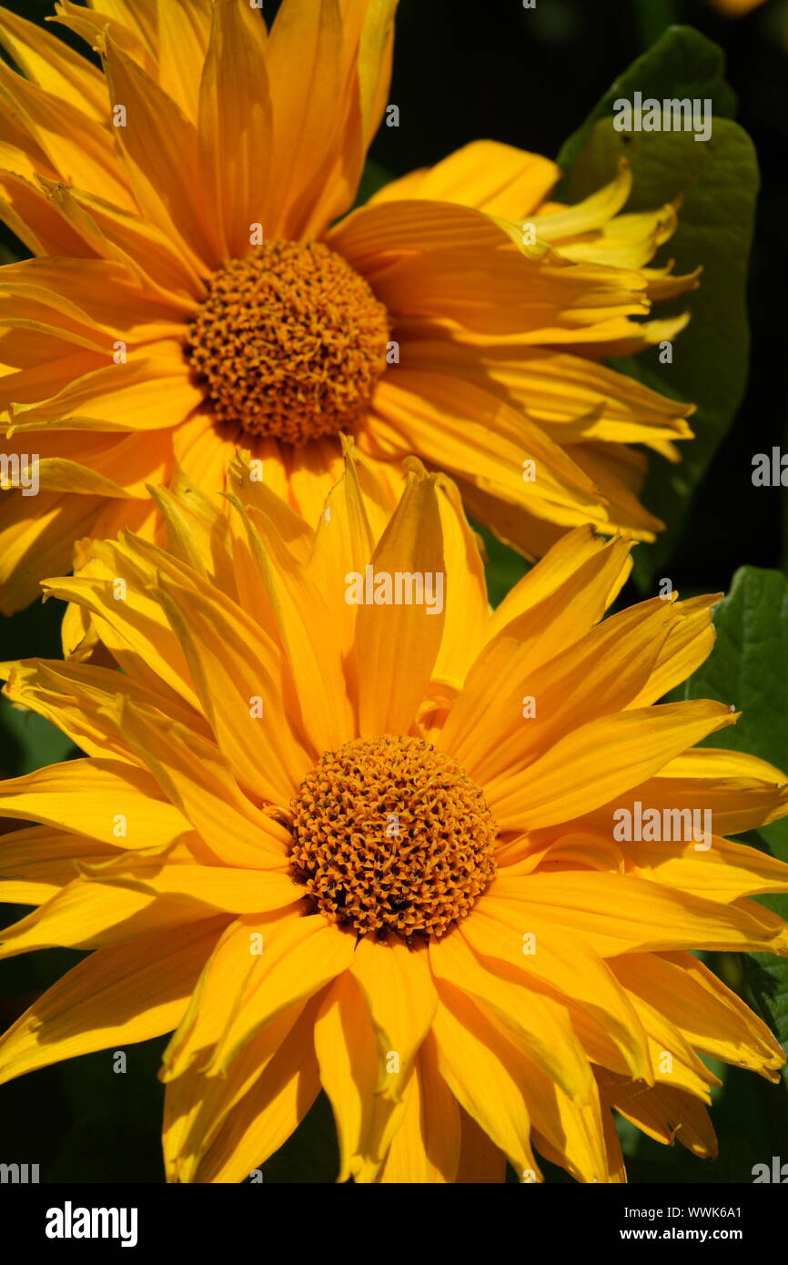 Smooth oxeye - Heliopsis helianthoides 'Karat' Stock Photo - Alamy