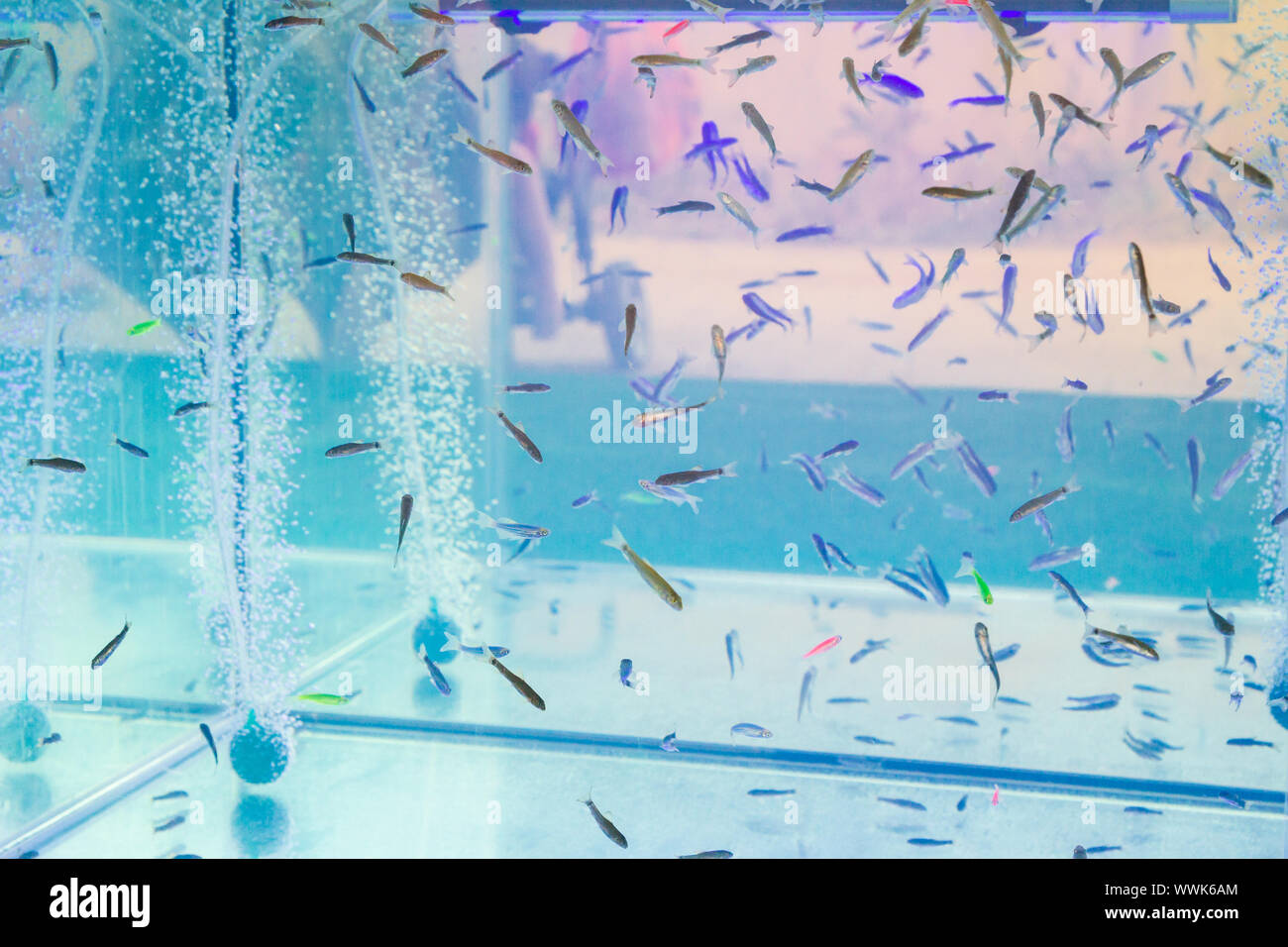 Fish Garra rufa swim in the aquarium in the summer Stock Photo - Alamy