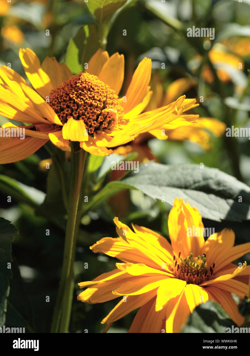 Smooth oxeye - Heliopsis helianth. 'Goldgrünherz' Stock Photo - Alamy