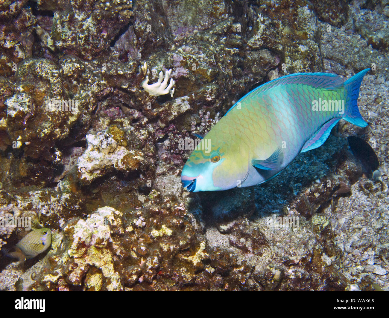 Red sea parrotfish hi-res stock photography and images - Alamy