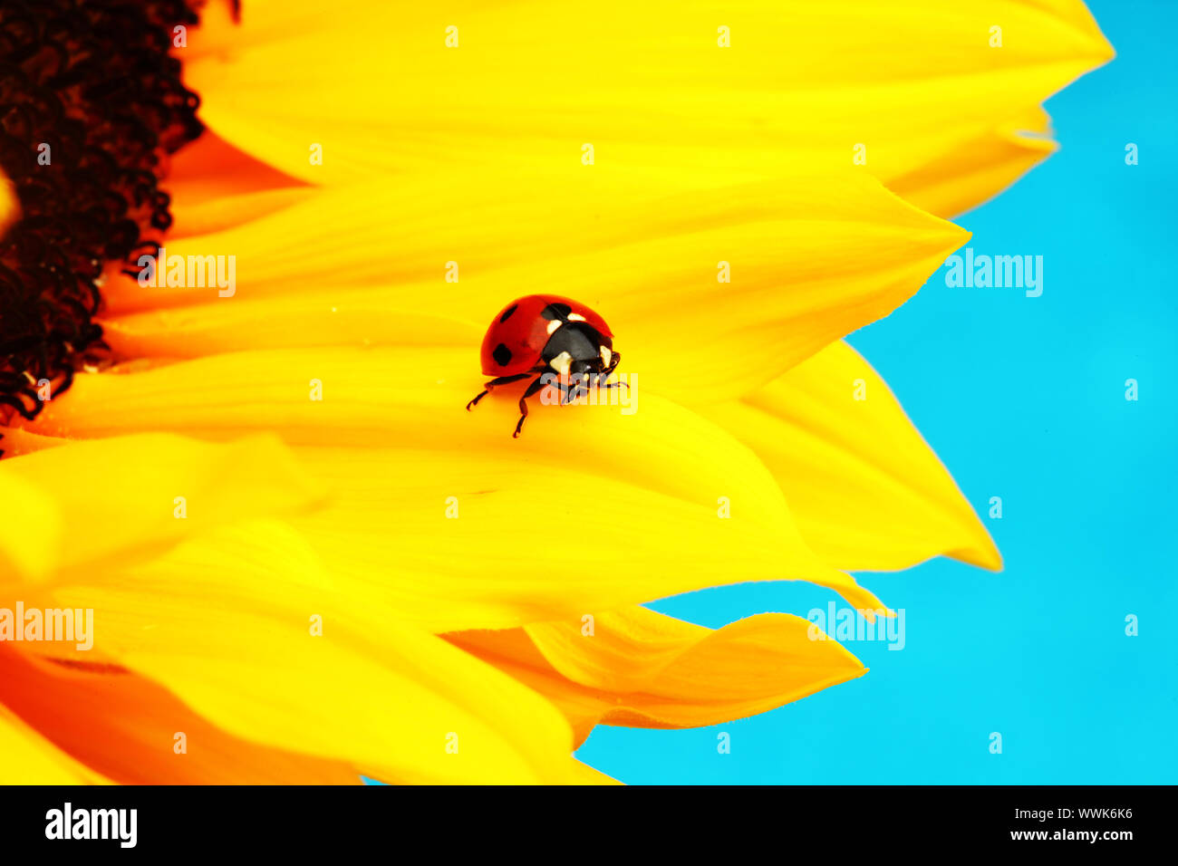 ladybug on sunflower blue background Stock Photo - Alamy