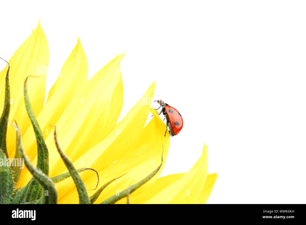 ladybug on sunflower isolated white background Stock Photo - Alamy