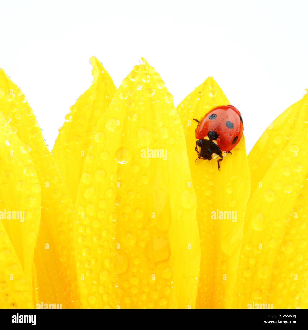 ladybug on sunflower isolated white background Stock Photo - Alamy