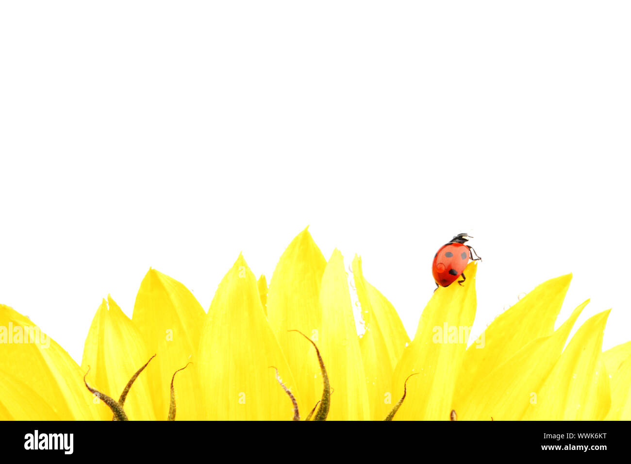 ladybug on sunflower isolated white background Stock Photo - Alamy