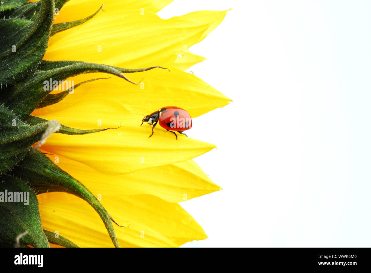 ladybug on sunflower isolated white background Stock Photo - Alamy