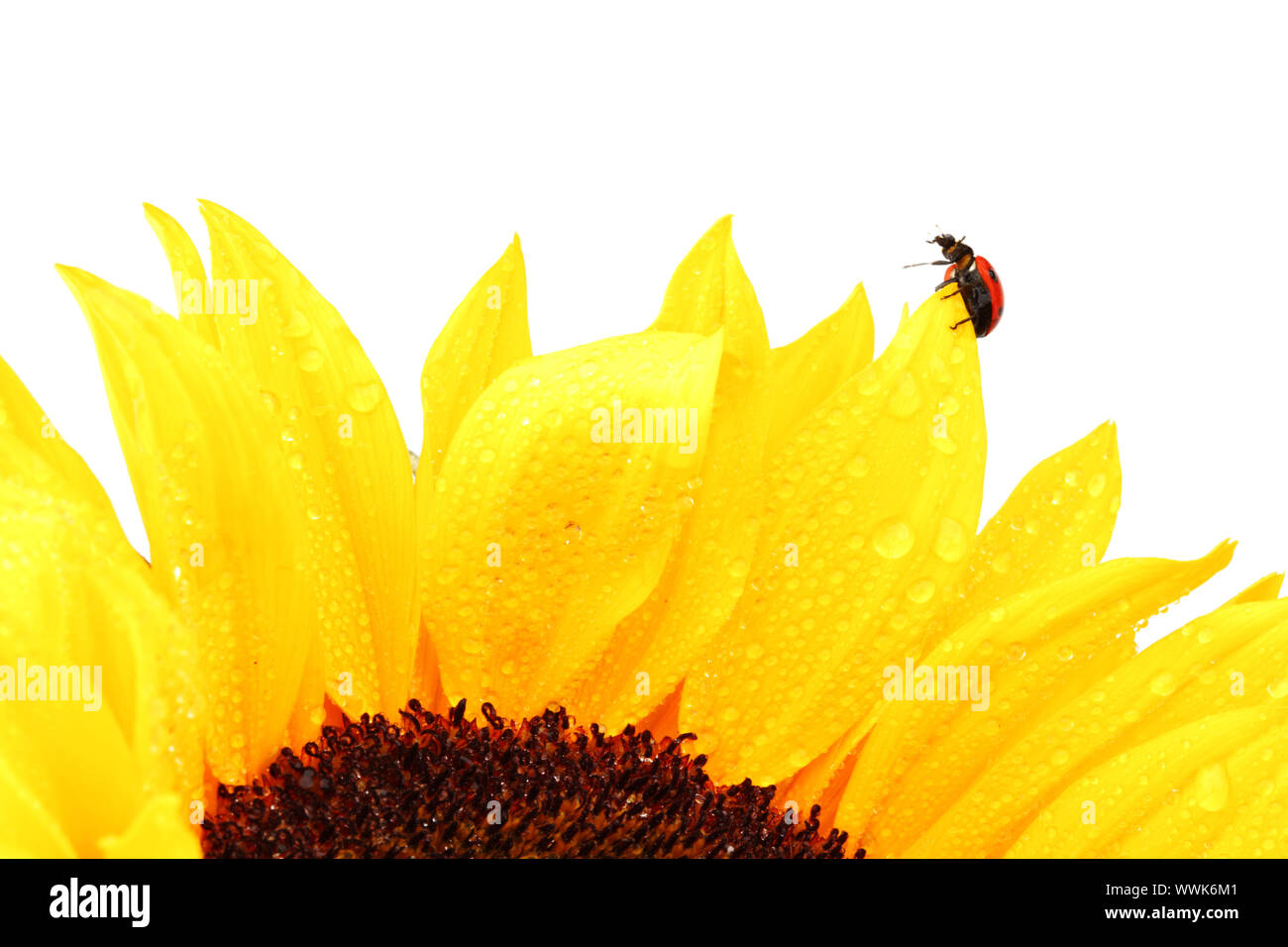 ladybug on sunflower isolated white background Stock Photo - Alamy