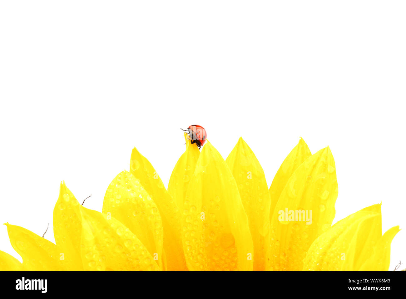 ladybug on sunflower isolated white background Stock Photo - Alamy