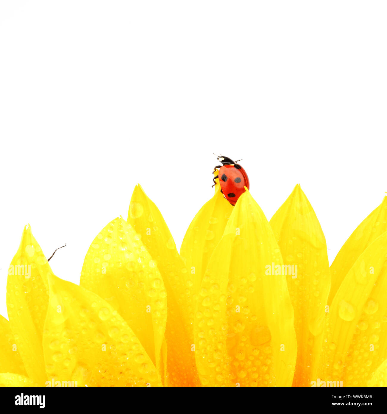 ladybug on sunflower isolated white background Stock Photo - Alamy