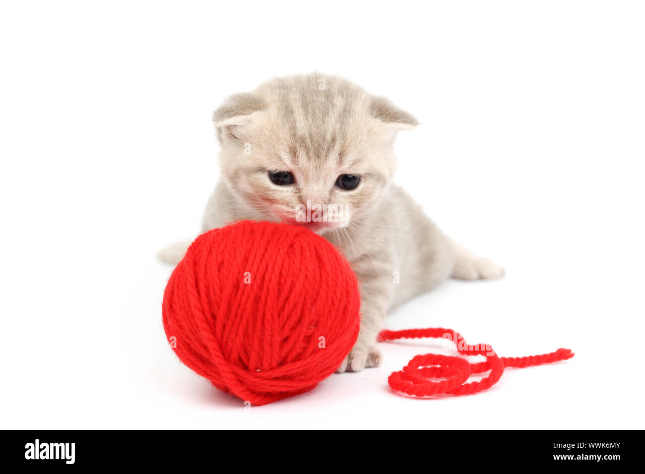 cat and red wool ball isolated on white Stock Photo - Alamy